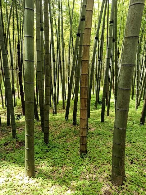 Premium Photo Bamboo Forest Background Green Growth