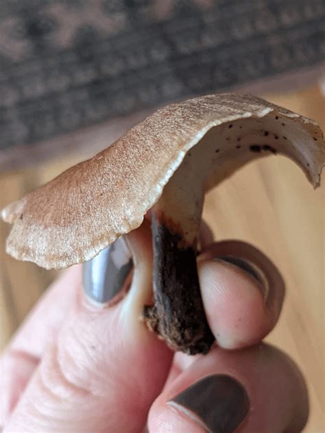 This Little Guy Has Me Stumped Rforaging