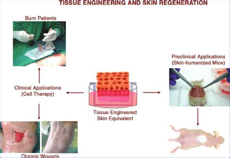 The Tissue Bioengineered Skin Equivalent Is Based On A Fibrin Matrix