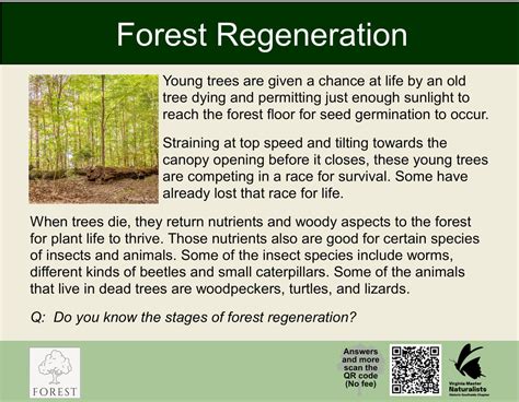 Forest Regeneration