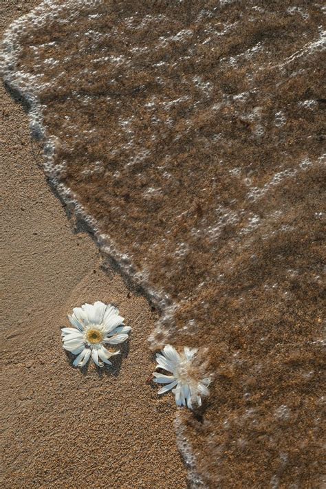 Бесплатные стоковые фото на тему безмятежный берег берег моря береговая линия ботаника