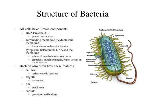 Ppt Bacterial Structure Powerpoint Presentation Free Download Id 202455
