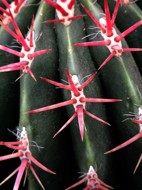 Green Cactus With Red Tips