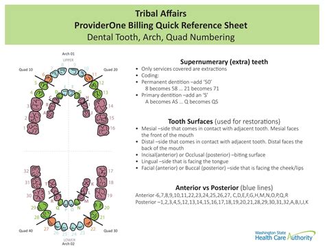 Free Printable Tooth Chart Templates [dental Chart] Teeth Numbers Pdf