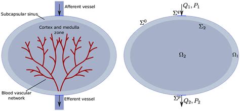 Simplified Schematic Representation Of The Lymph Nodes An External Download Scientific Diagram