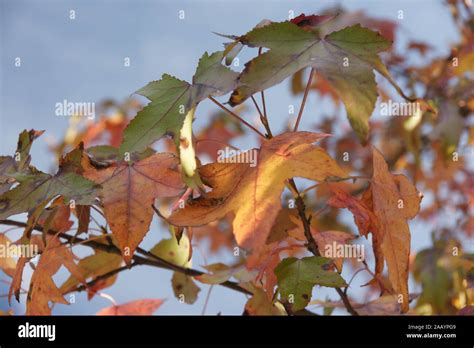 Trees Shedding Leaves Hi Res Stock Photography And Images Alamy