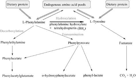 Phenylalanine Metabolism Pathway Semantic Scholar