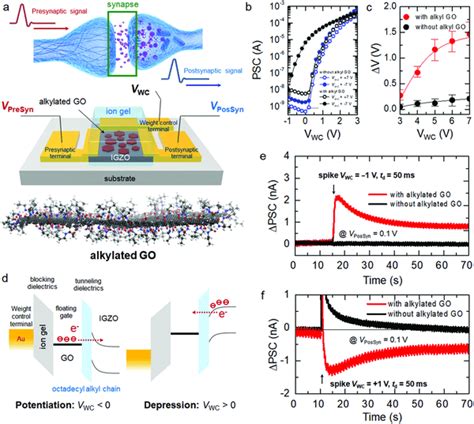 A Schematic Illustrations Of Biological Synapse Top Synaptic Device