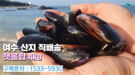 신바람 농산물 협력농가 판매상품 1533 5930 신선마켓com 여수 산지 직배송 햇홍합 4kg 판매 파는곳 Youtube