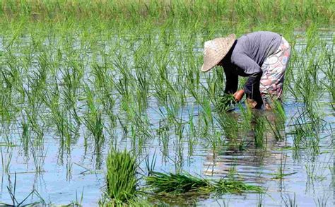 Điều Kiện để Chuyển Mục đích Sử Dụng đất Trồng Lúa Từ 18