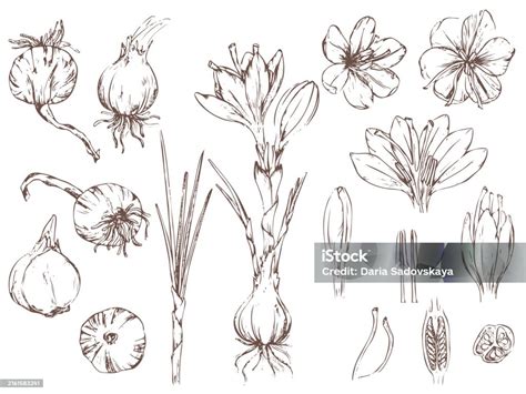 사프란 꽃과 구근의 손으로 그린 그래픽이 있는 세트입니다 사프란의 암술과 수술 크로커스의 그림 흰색 배경에 클립아트 음식 향신료 향기 디자인용 템플릿 갈색에 대한 스톡 벡터