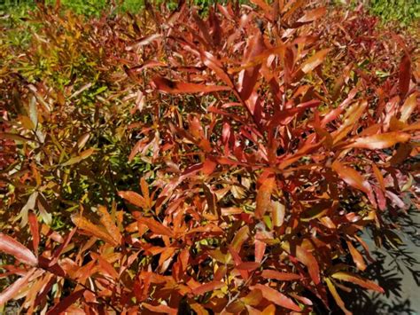 Quercus Phellos Leaf