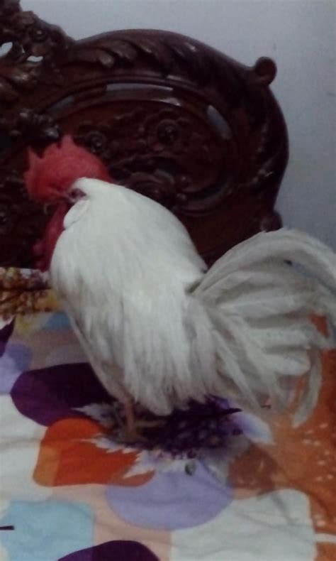 Niranjan Arya Niranjan Arya Twitter