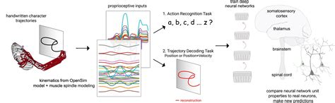 Contrasting Action And Posture Coding With Hierarchical Deep Neural