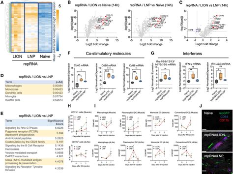 A Localizing Nanocarrier Formulation Enables Multi Target Immune Responses To Multivalent