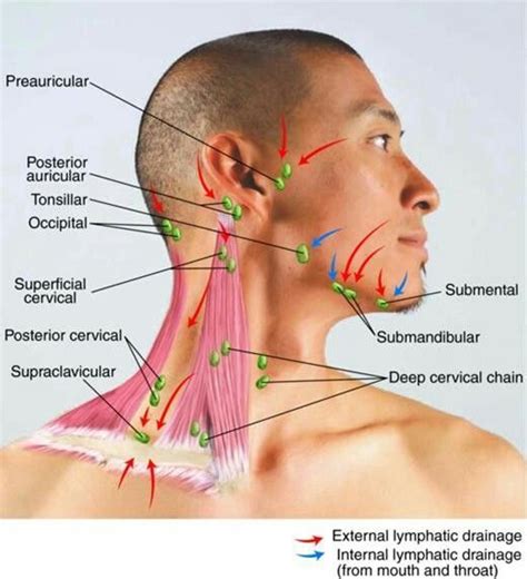 Lymph Drainage Of Head And Neck Neck Lymph Nodes Lymph Node Behind