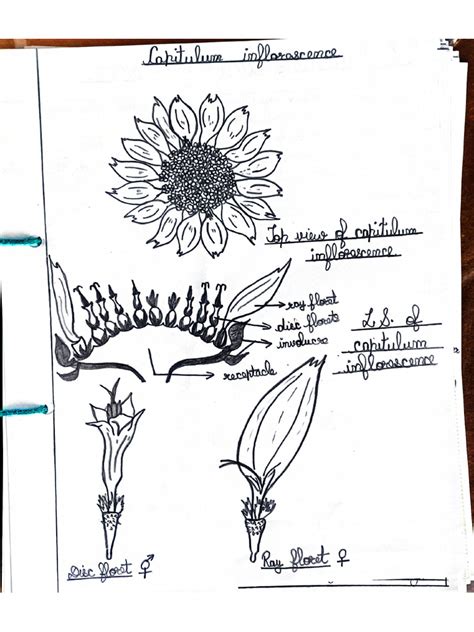 Special Types Of Inflorescence Pdf