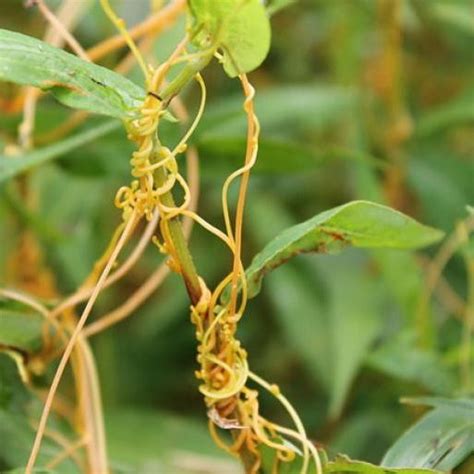 လက္ေတြ့အသံုးခ်ေဆးနည္းမ်ား