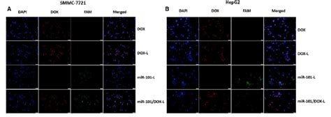 Intracellular Trafficking And Cellular Uptake Of Liposome L Download Scientific Diagram