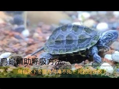 烏龜水下冬眠為何淹不死 用屁股呼吸 烏龜3種輔助呼吸方法科普烏龜冬眠和出眠注意事項鶇龜先生養龜視頻 YouTube