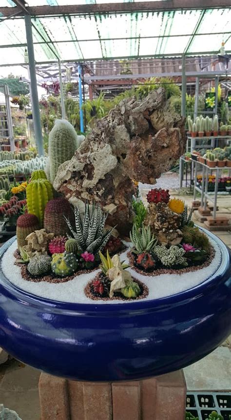 จัดแนวใหม่ๆ สวนถาดเหน่งญา จำหน่ายไม้จัดสวนถาดชื้นและแห้ง Facebook