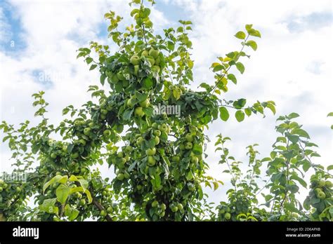Apple Tree Branches With Plenty Of Ripe Fruits Stock Photo Alamy