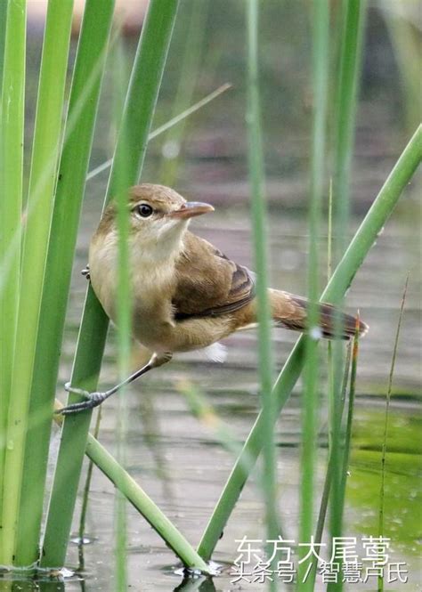三門峽盧氏的野生鳥你知道哪些 每日頭條