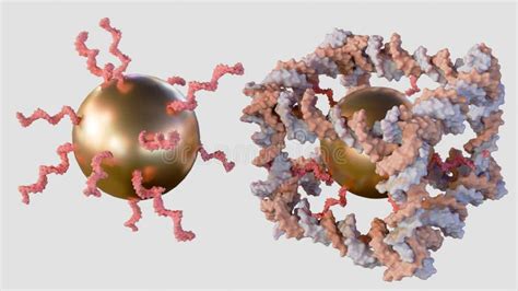 Gold Nanoparticles Conjugated Inside Of Dna Cube Shape Stock