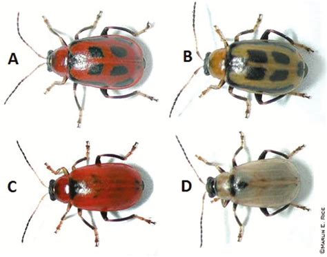 Morphological And Genetic Analysis Of Four Color Morphs Of Bean Leaf