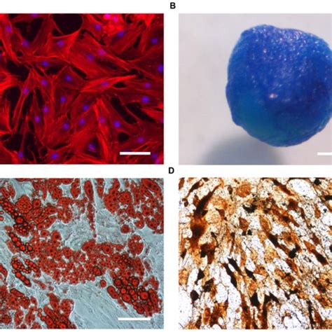 Cell Characterization After Isolation Cells Adhered To Tissue Culture