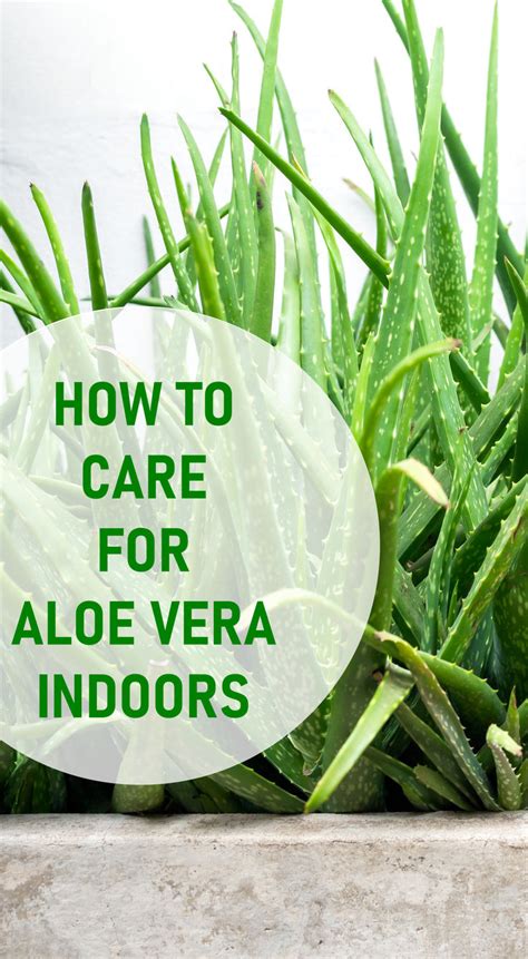 How To Care For Aloe Vera Indoors Aloe Vera Plant Aloe Vera Indoor