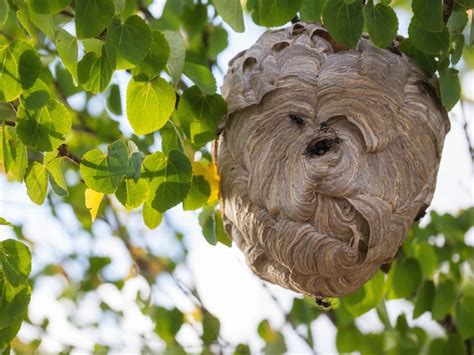 Wasp Nest Vs Hornet Nest Vs Bee Nest Identification