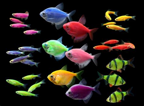 Glofish Fluorescent Fish Group Photo With New Striped Green Barb