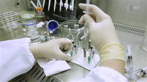 비디오 전기자극 유도 신경줄기세포와 전구세포의 분화 실험