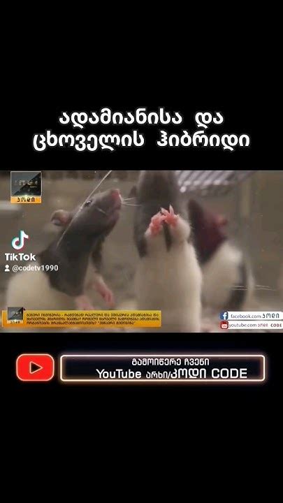 ადამიანისა და ცხოველის ჰიბრიდი Youtube