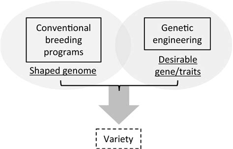 the scheme of integrating genetic engineering into conventional rice