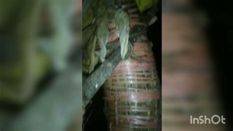 කිතුල් මලෙන් තෙලිදිය වැටෙන ආකාරය Youtube