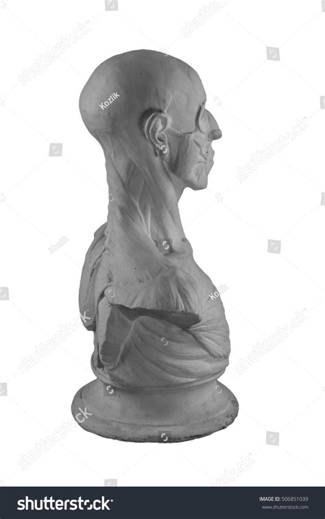 Plaster Statue Naked Anatomical Human Figure Stock Photo Shutterstock