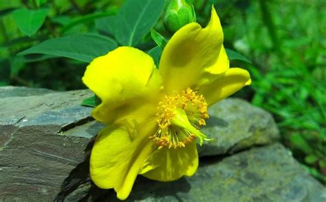 Яркое и очень неприхотливое растение мечта садоводов Цветет обильно до осенних заморозков