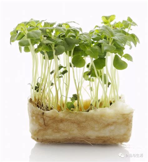 金银芽菜 银牙 芽菜是什么菜 第7页 大山谷图库