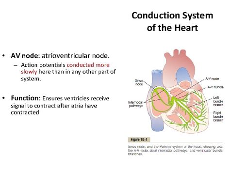 Heart Physiology Rhythmical Excitation Of Heart By Dr