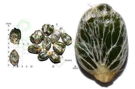 이름순 계절별 꽃색으로 찾기 붉은겨우살이