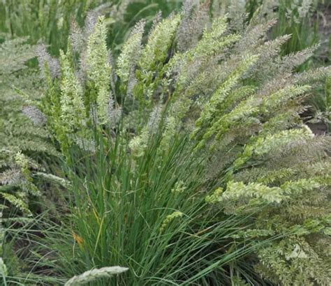 15 Types Of California Native Grasses With Pictures