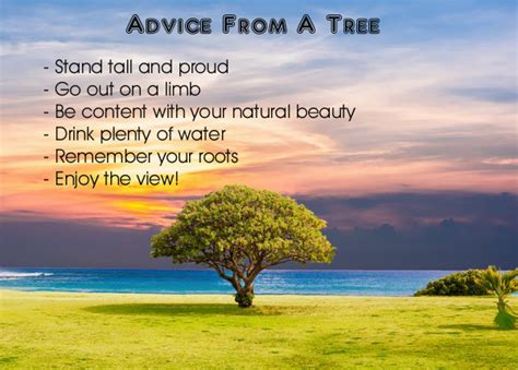 Advice From A Tree Ilan Shamir