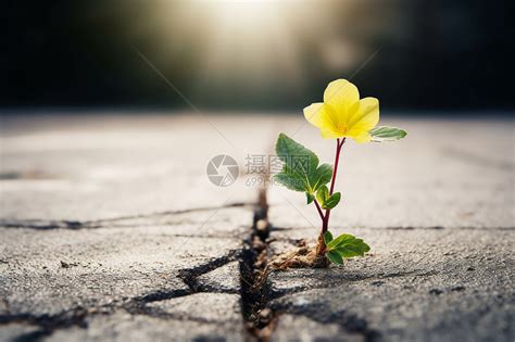 希望之花高清图片下载 正版图片600734337 摄图网