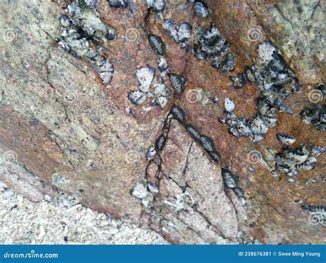 Seashell Fossil In Harvard Museum Of Natural History Editorial Photo 138944375