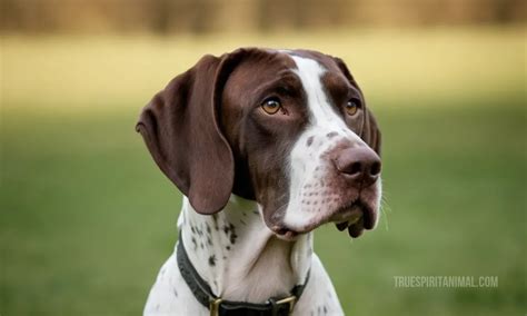 English Pointer Symbolism And Meaning Your Spirit Animal English Pointer Symbolism And Meaning Your Spirit Animal