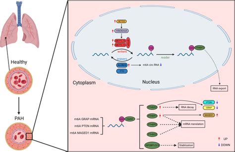 肺动脉高压中的 Rna M6a 甲基化和调节蛋白hypertension Research X Mol