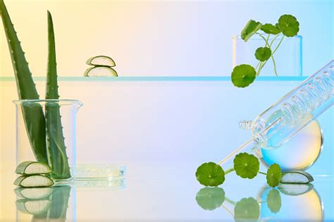 알로에 베라는 젤과 과육을 노출시키기 위해 조각으로 자릅니다 양쪽 가장자리에 많은 가시가 있는 알로에 베라 식물은 계량컵에 들어 있습니다 Gotu Kola는 유리 표면에