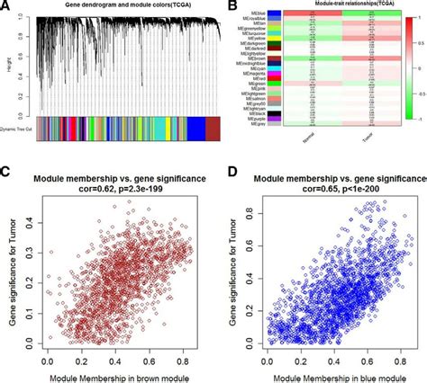 Weighted Gene Co Expression Network Analysis We Used The Wgcna Download Scientific Diagram